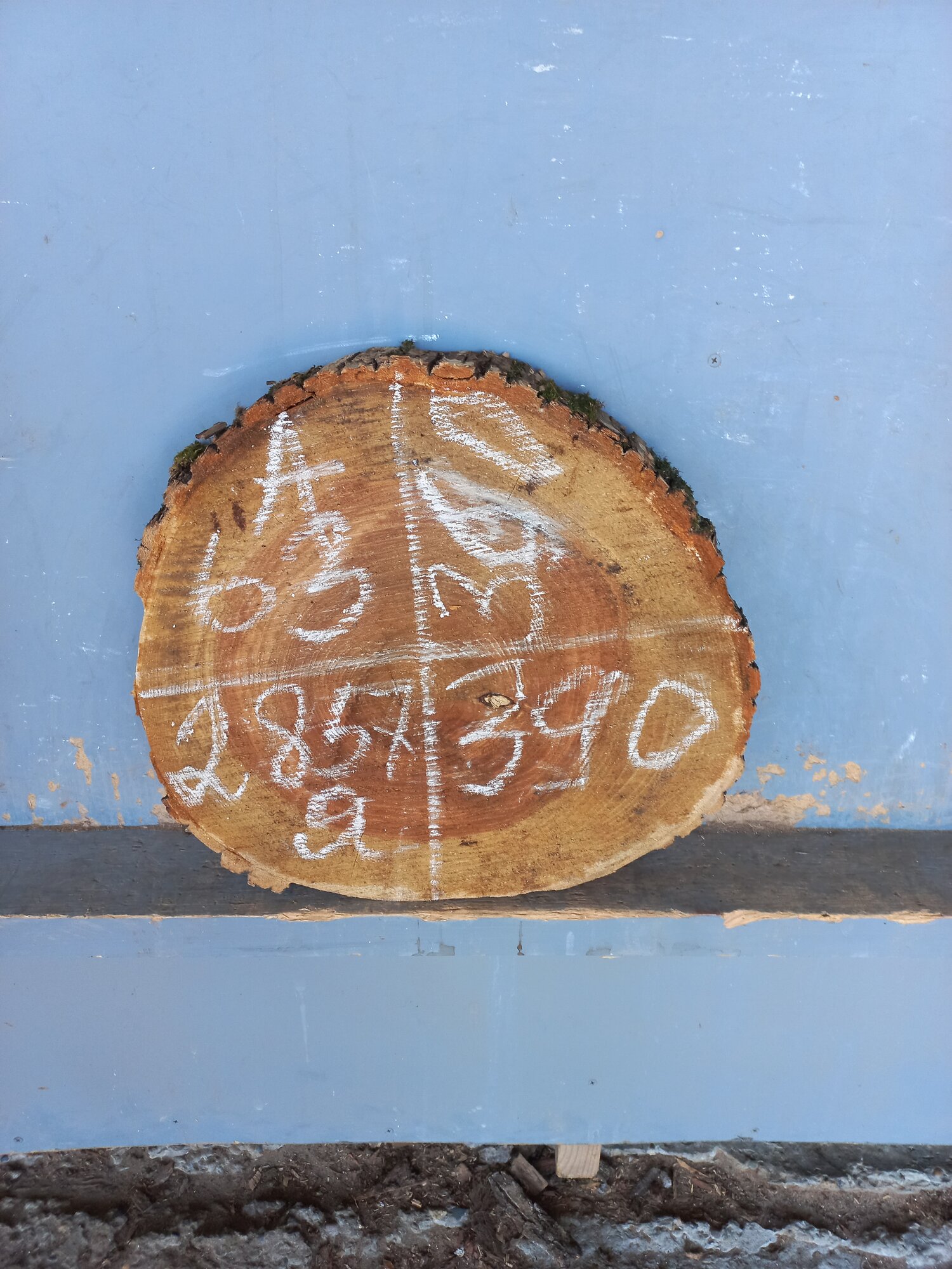 Спил торцевой из натурального ясень №2857, 6х39х36 см, доклес