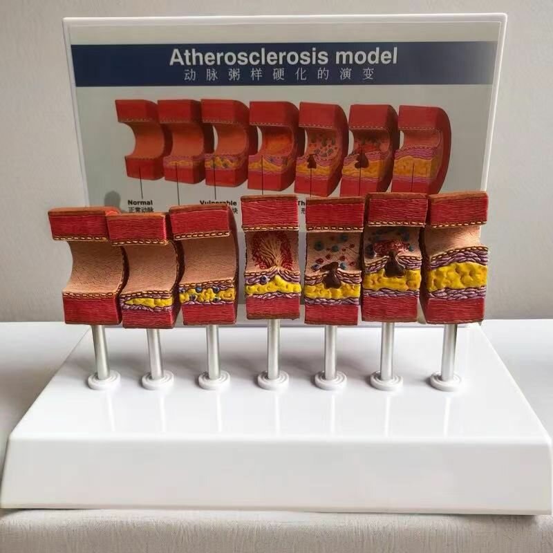 Анатомическая модель