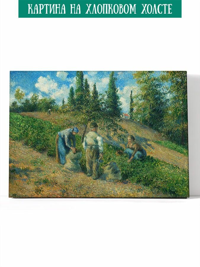 Картина/Сбор урожая, Понтуаз. Камиль Писсарро