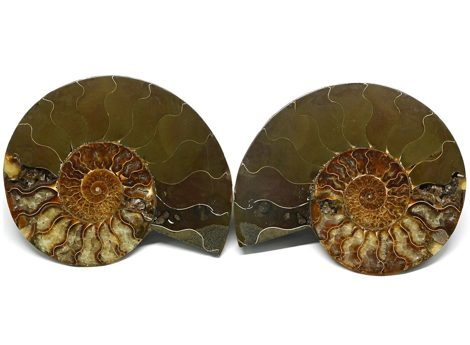 Аммонит пара 165*135*38мм, 1101г .