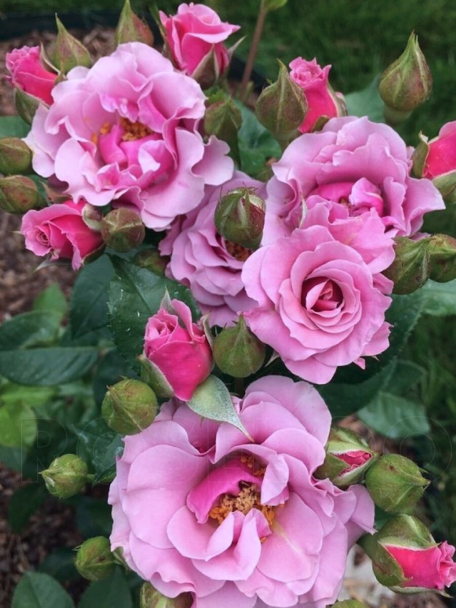 Роза Флорибунда Санта-Барбара , 2 саженца , многолетняя , 30-50 см