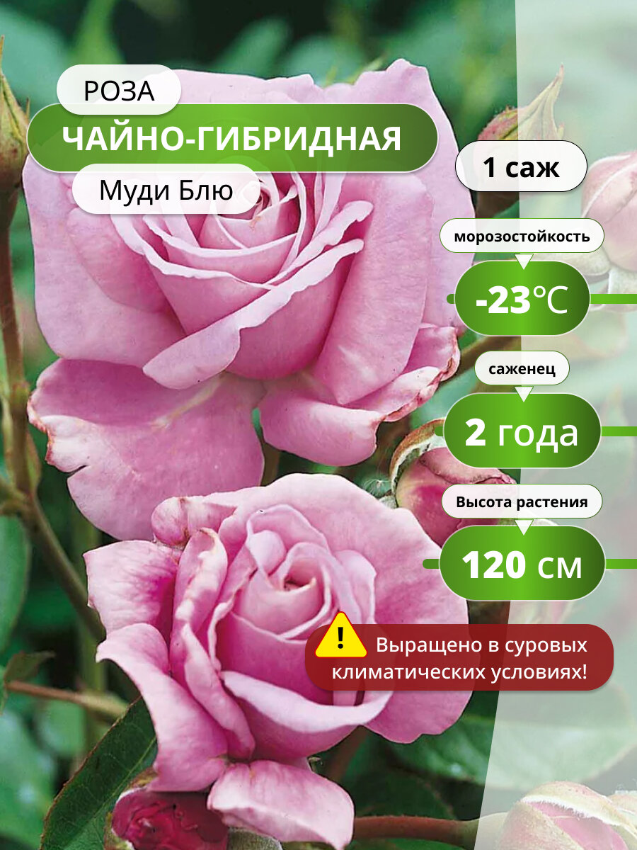 Роза чайно-гибридная Муди Блю (Moody Blu) / 1 шт, розы, непрерывноцветущие