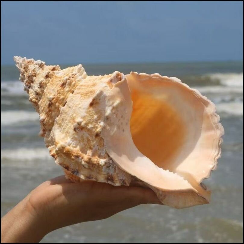 Ракушка морская натуральная Бурса Бубо12cm-13cm