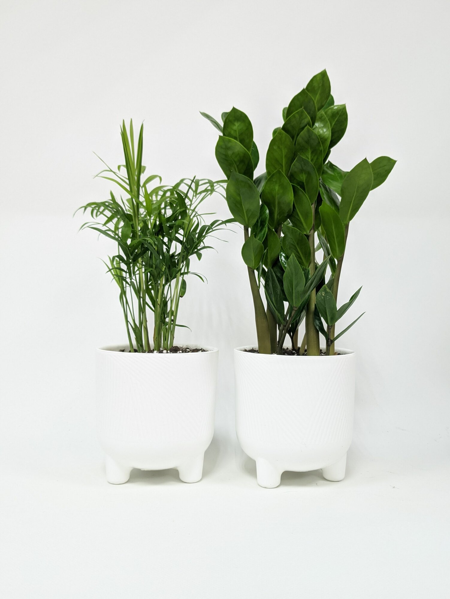 Набор 2шт: Замиокулькас + Хамедорея / пересажены в белое кашпо Фита / диаметр горшка 13см, высота 25-40см