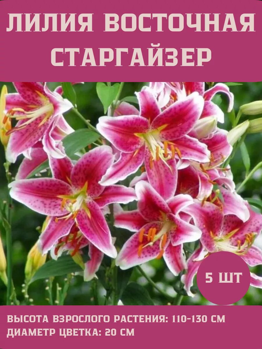 Лилия Восточная Старгайзер