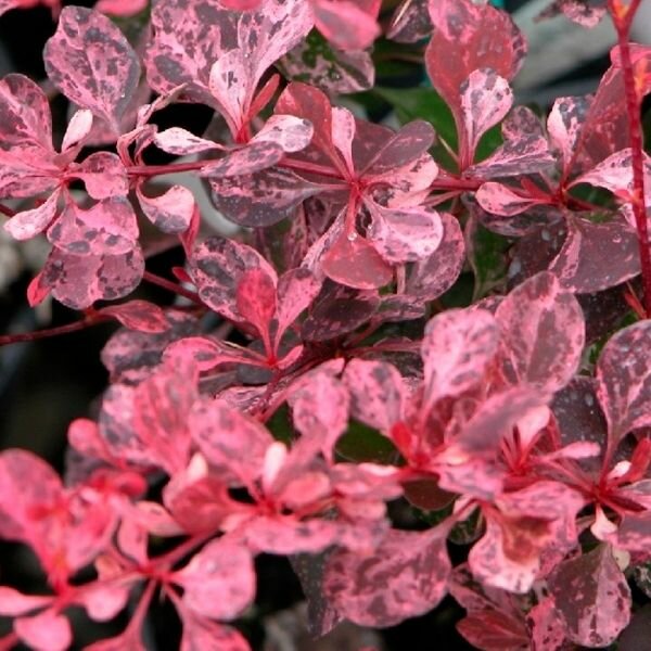 Барбарис тунберга Пинк Берд (1 саженец в горшке Р9), Нидерланды