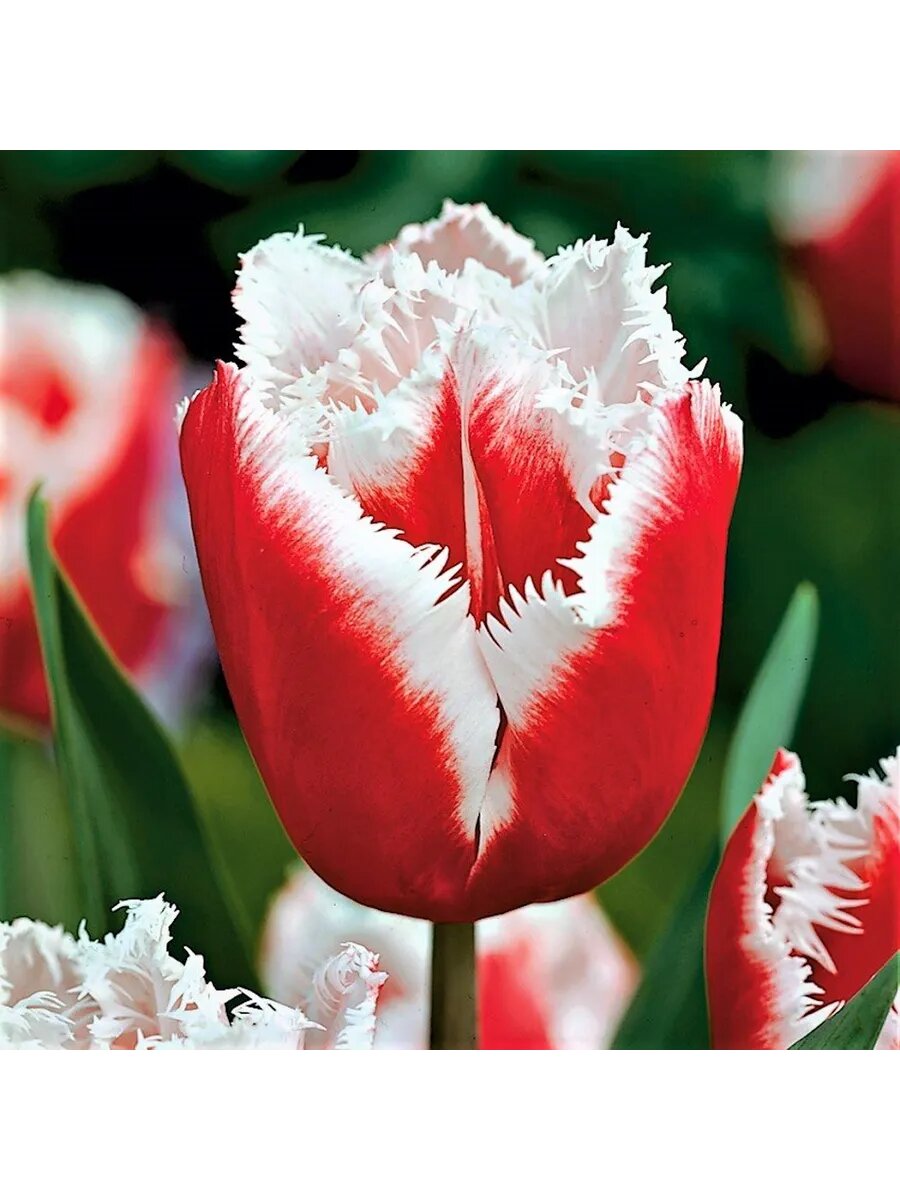 Тюльпан Канаста 3 луковицы