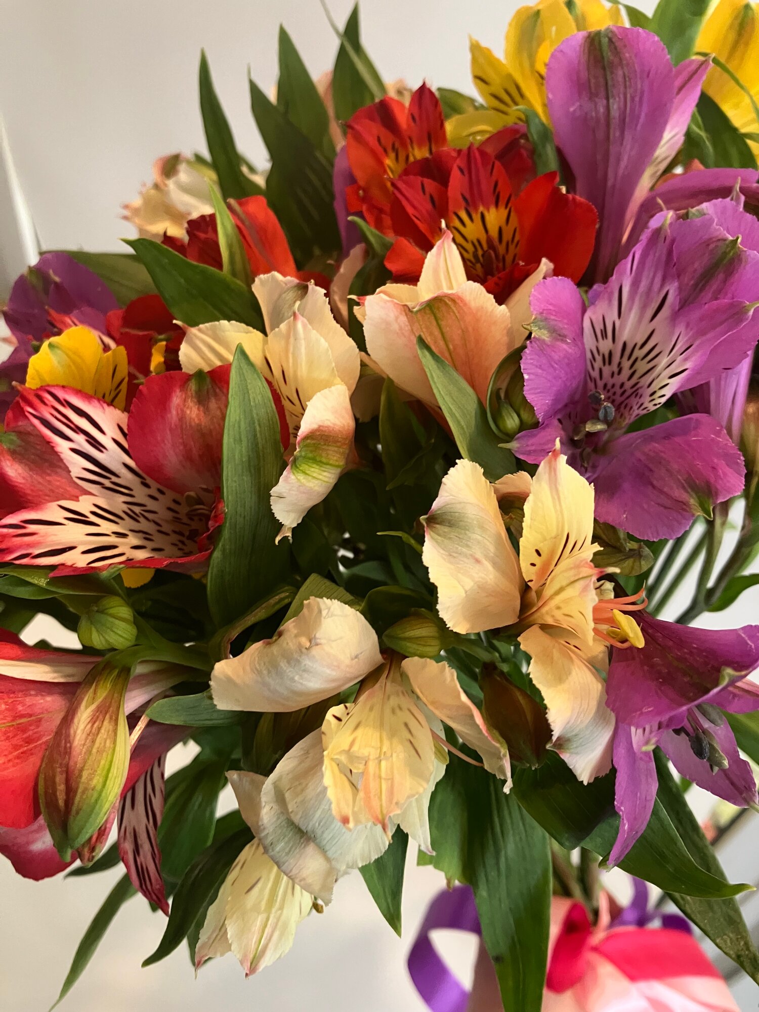 Букет из альстромерий микс, 11 шт, 60 см+, под атласный бант.