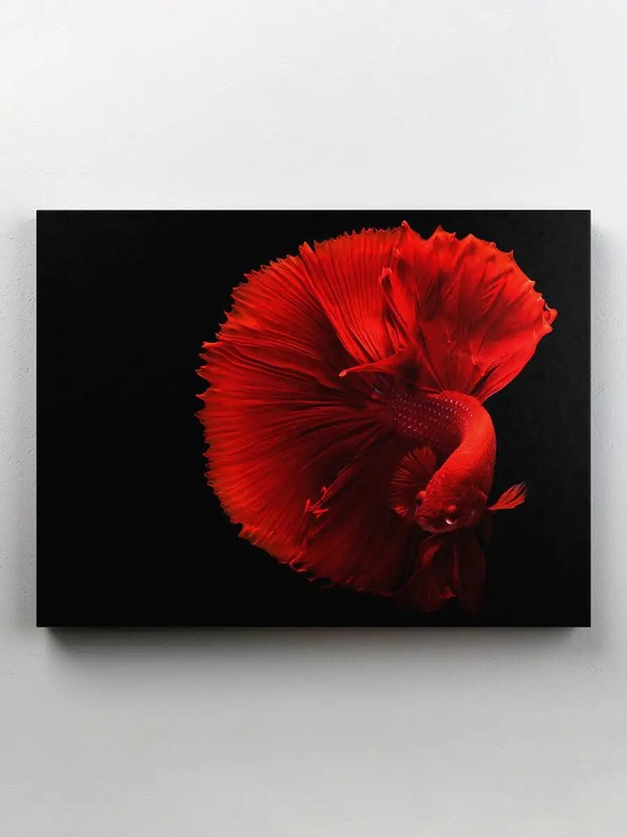 Интерьерная картина на холсте "Аквариумная рыбка - красный петушок" размер 40x30 см