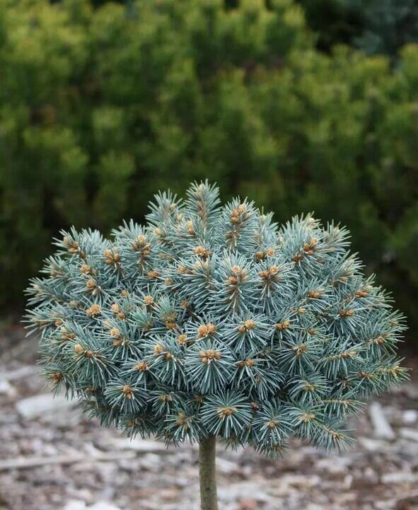 Ель колючая Блю Болл, штамб, С5