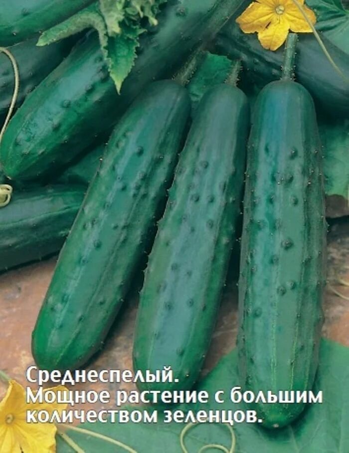 Коллекционные семена огурца F1 Спартак