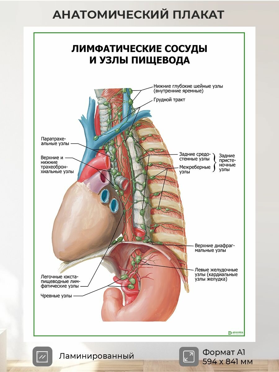 Обучающий медицинский плакат ламинированный формат А1 Лимфатические сосуды и узлы пищевода