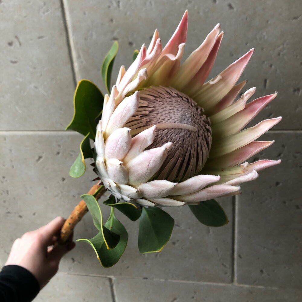 Протея "Необычной красоты", светло-розовая, зеленая, компактная, для интерьера, 1 шт