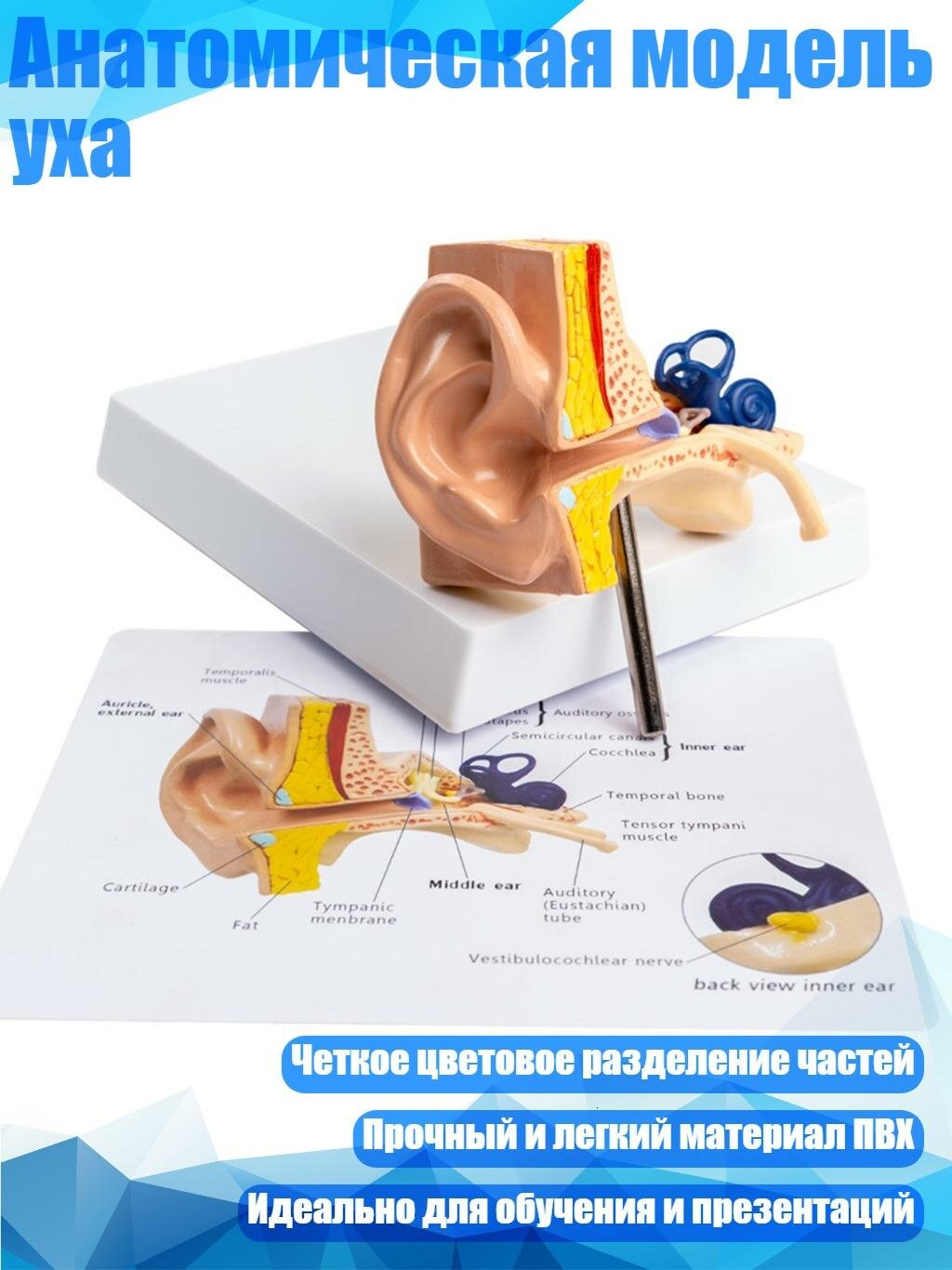 Анатомическая модель уха