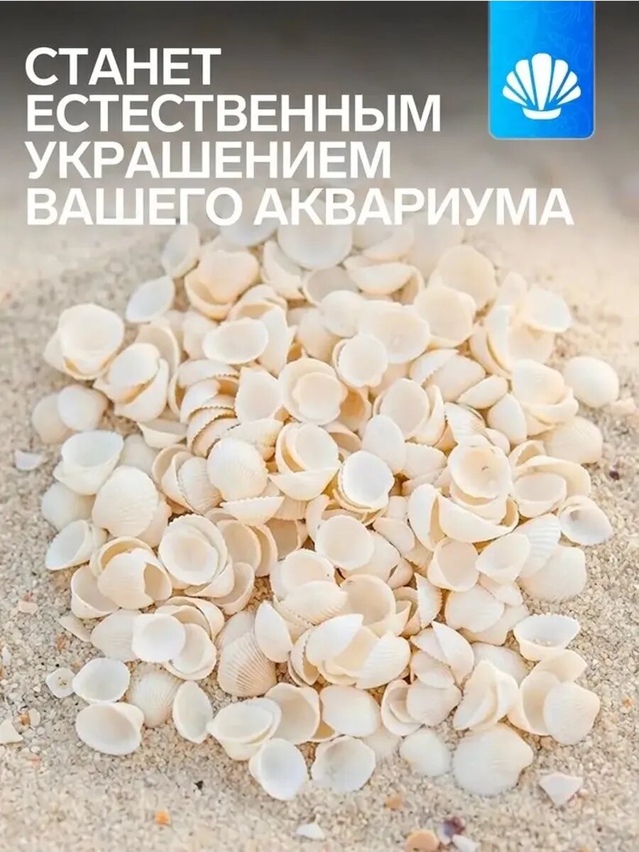 Декоративные ракушки для творчества и интерьера