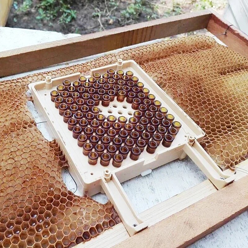 Jenter Queen Rearing Kit Nicot System Оранжевый, 120 cells cup — фото 1