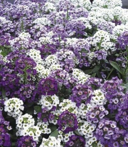 Семена цветов аэлита "Черничное суфле", алиссум, однолетние, 10 г