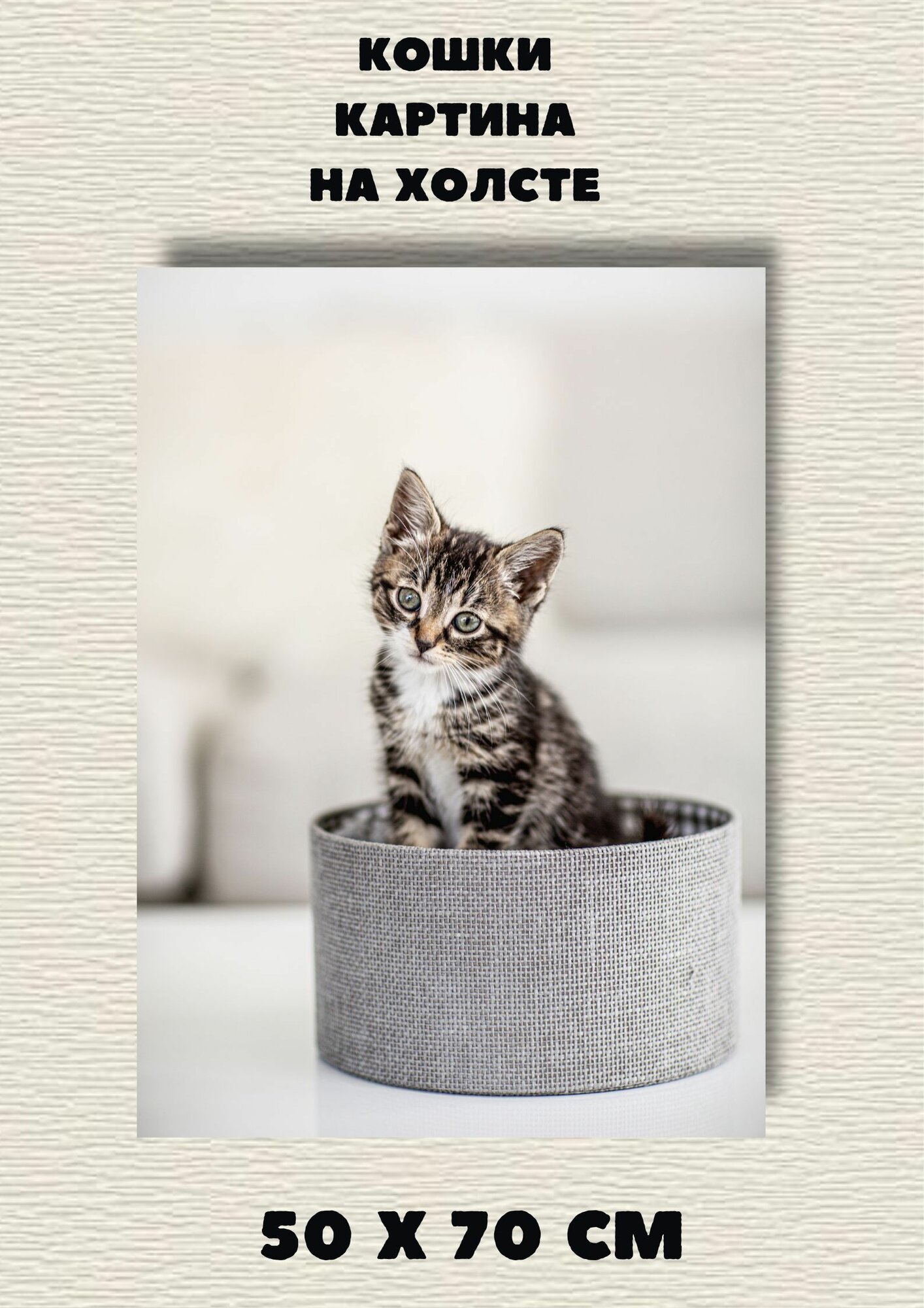 Картина "Коты животные котята" фотокартина на холсте для интерьера