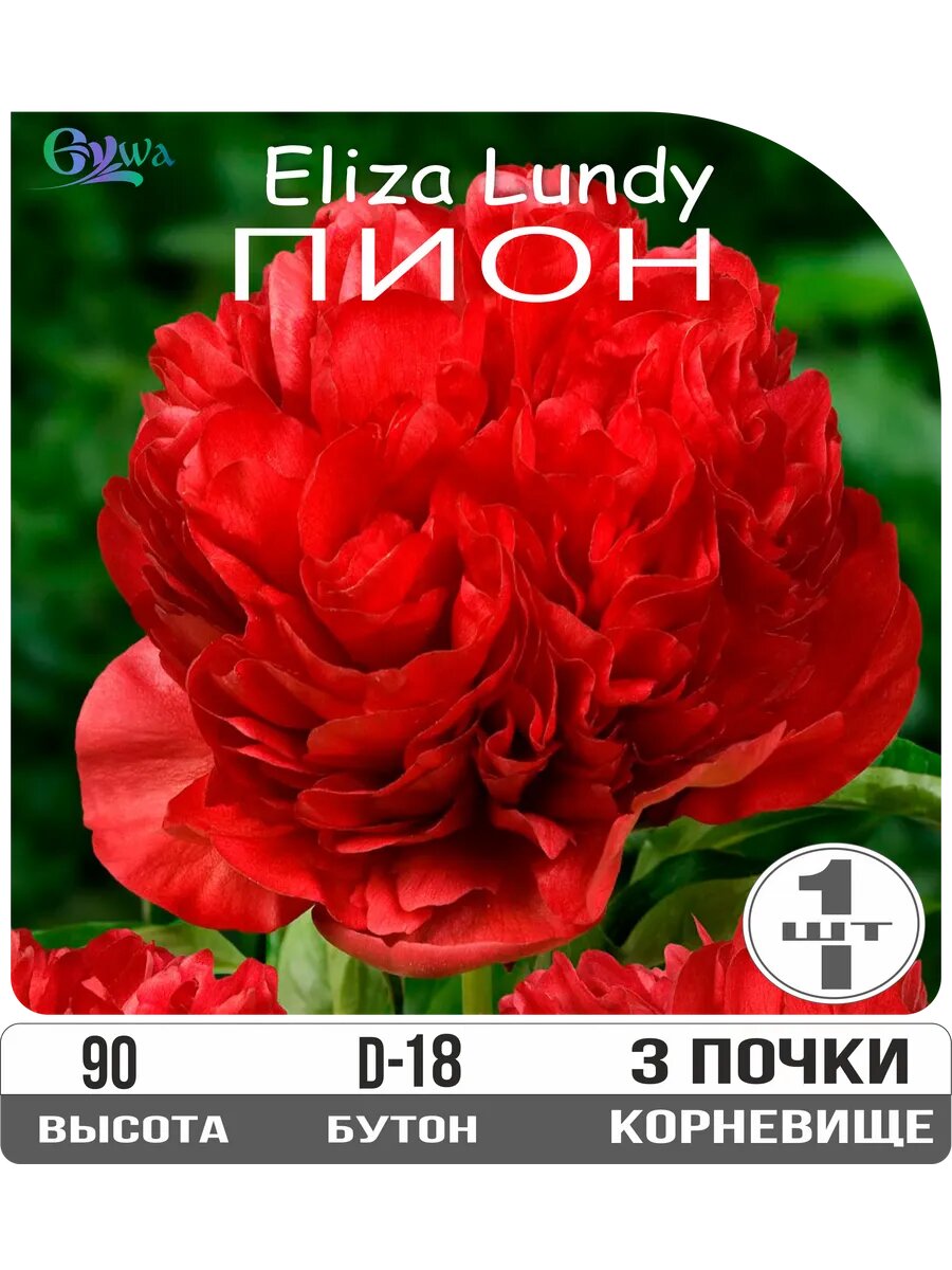 Пион Корневище, Элиза Ланди, 3 почки, многолетник, высота 90см, красный