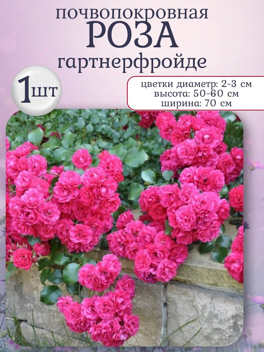 Роза почвопокровная, многолетние цветы 1 шт