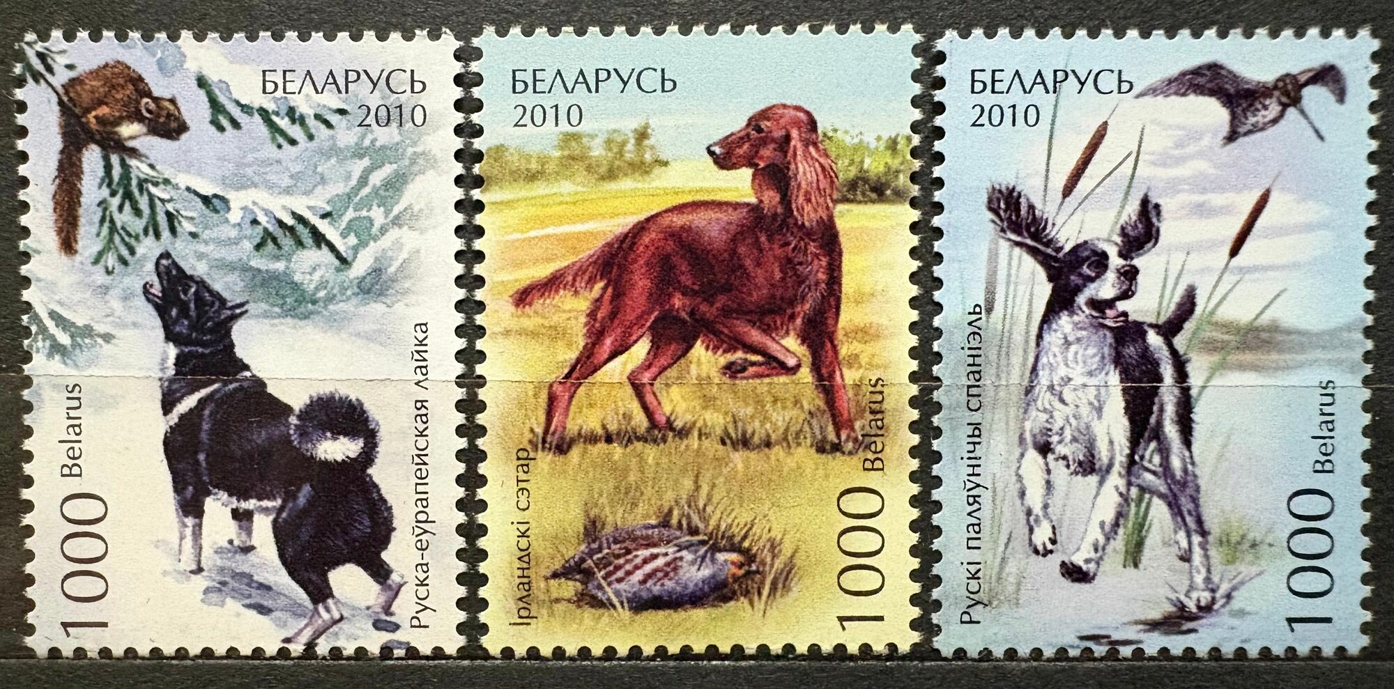 Беларусь 2010, Фауна. Собаки