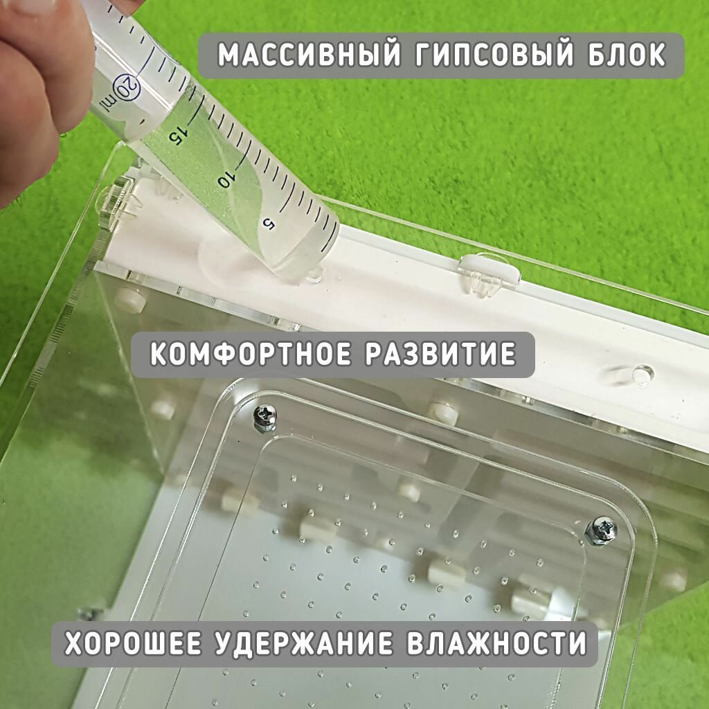 Муравьиная ферма — фото 1