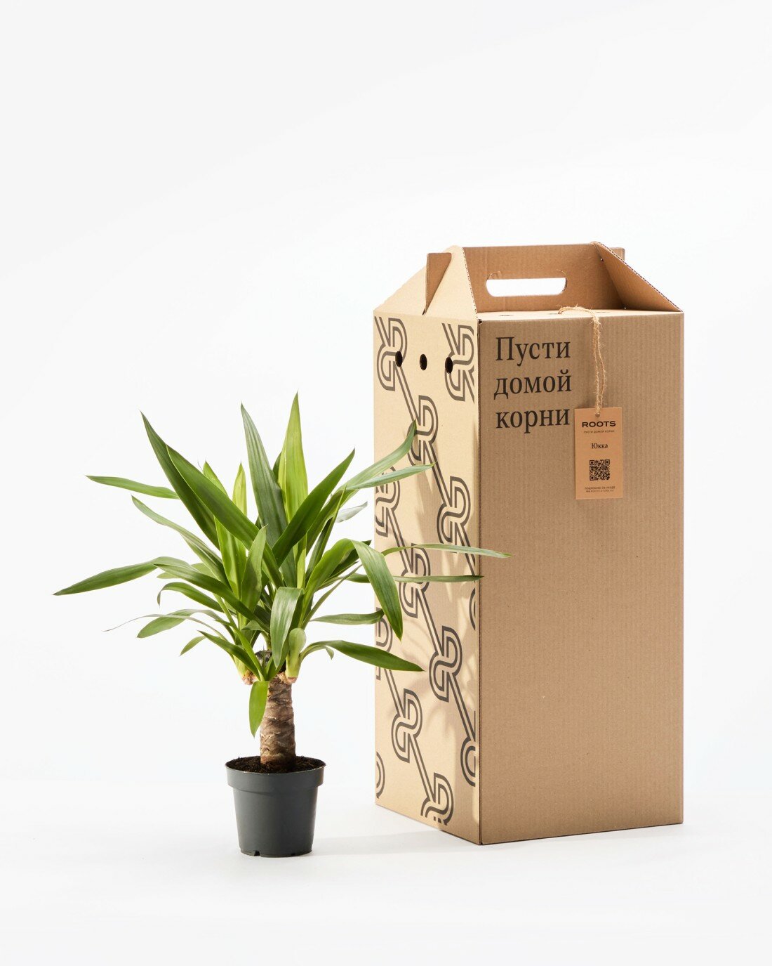 Юкка диаметр 12