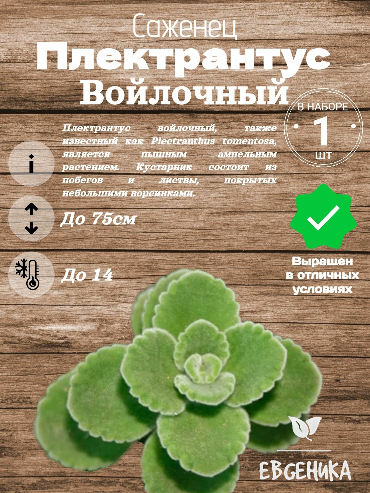 Плектрантус Войлочный