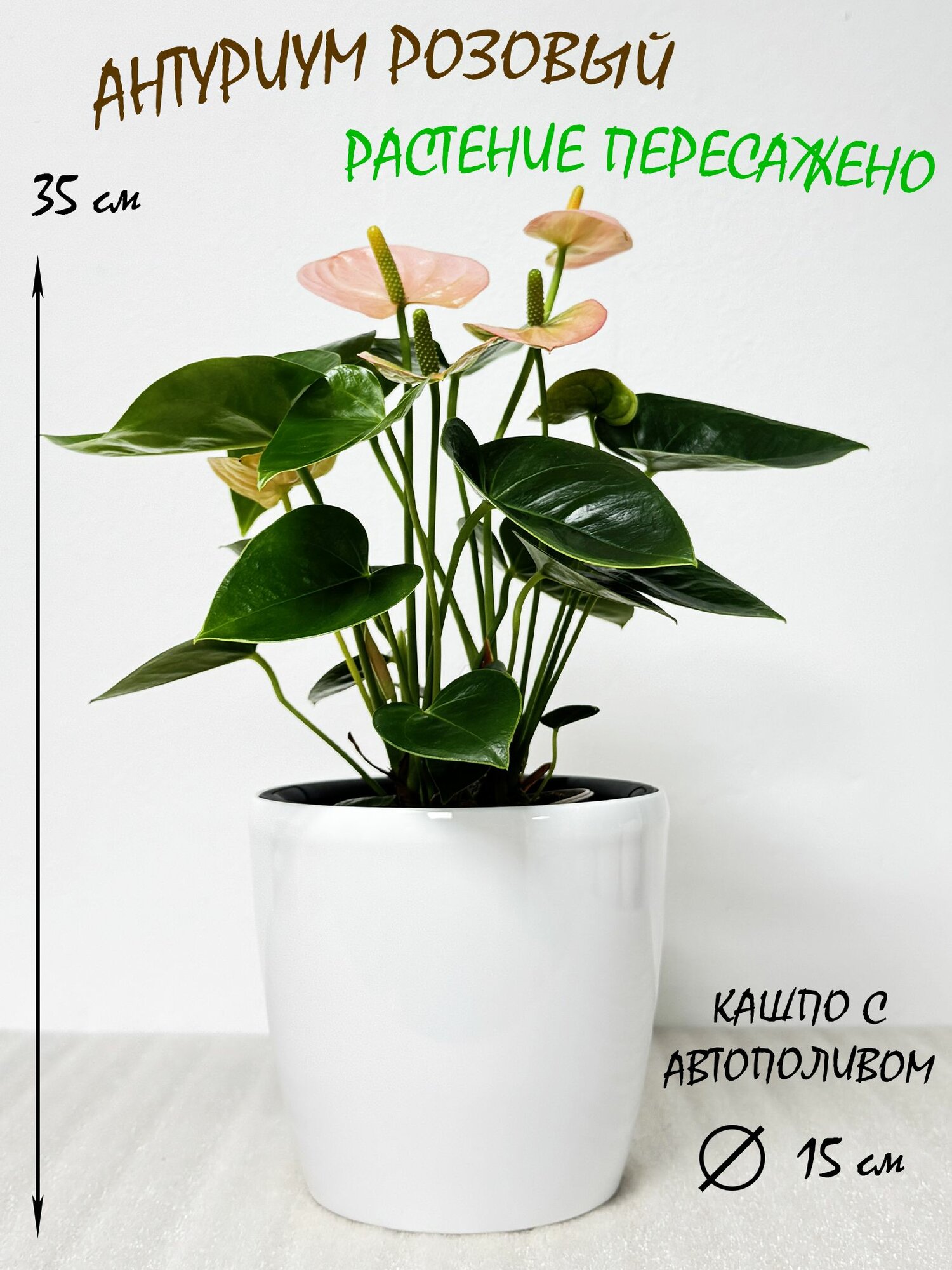 Антуриум розовый в белом кашпо с автополивом, живой цветок, высота 35см