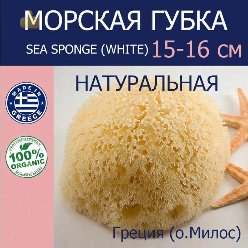 Губка морская натуральная, 8-9см W-7 Греция