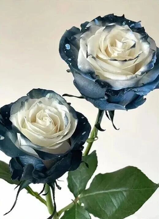 Картина из алмазной мозаики на подрамнике Круглые бриллианты 40х50см "Роза"