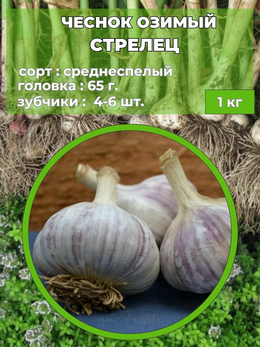 Чеснок озимый на посадку, 1кг.