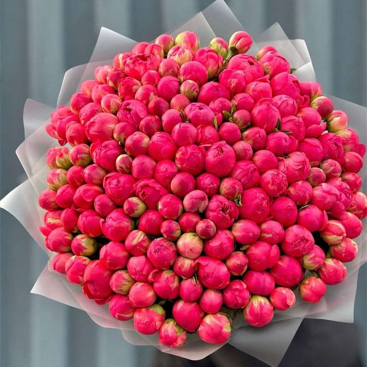 Букет из коралловых пионов 101 шт, красивый букет цветов, шикарный, премиум цветы, премиум букет