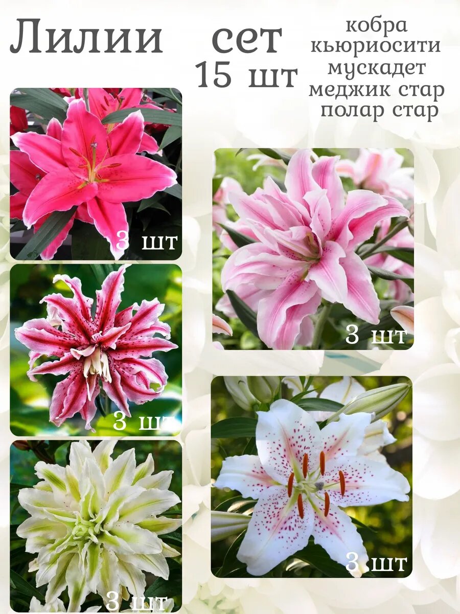 Лилия луковицы, многолетние цветы для посадки, Сет 15 шт