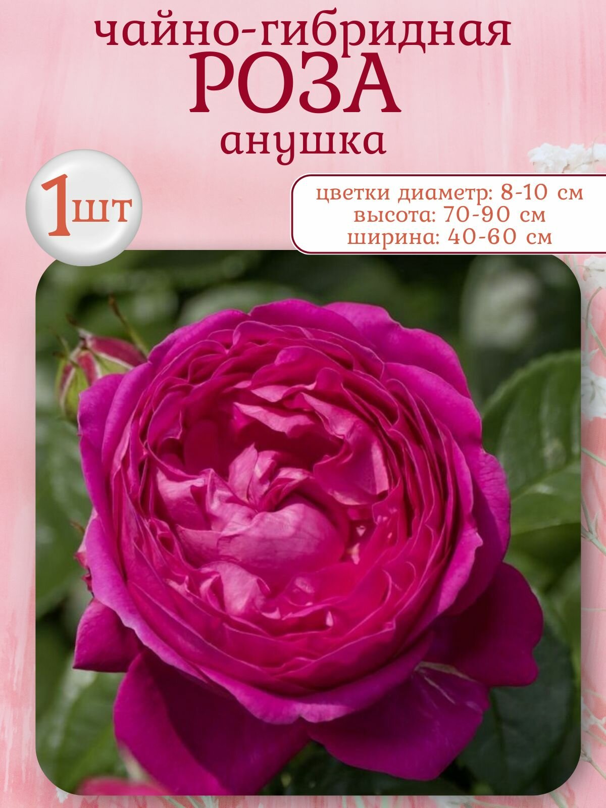 Роза чайно-гибридная Анушка , многолетние цветы, 1 шт