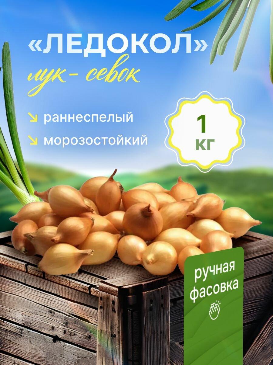 Лук севок на посадку "Ледокол" 1 кг