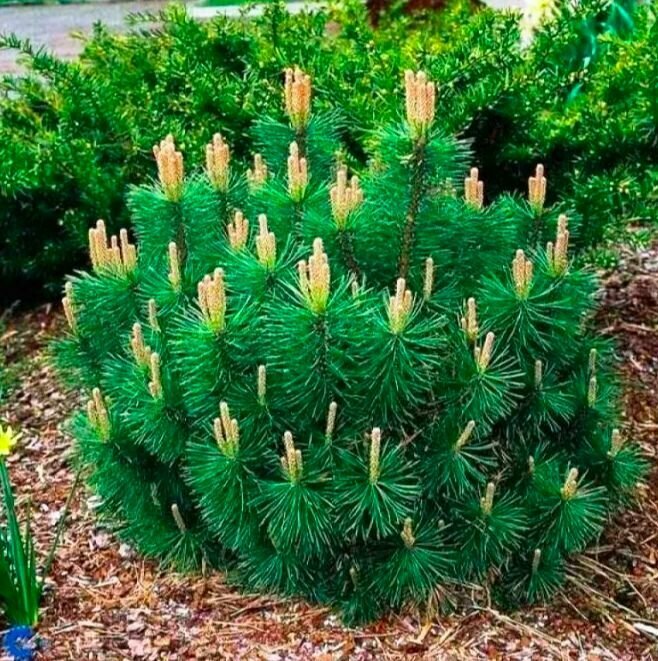 Сосна горная Мугус