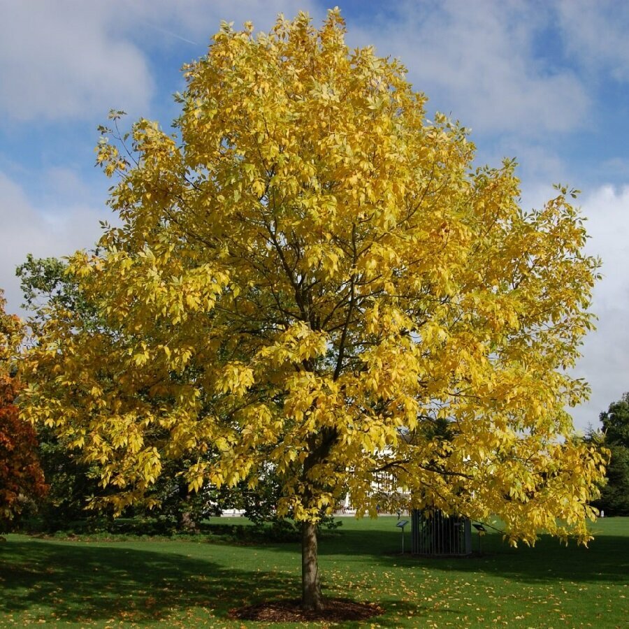 Семена Deodar SEEDS COMPANY Ясень Пенсильванский 10 шт.