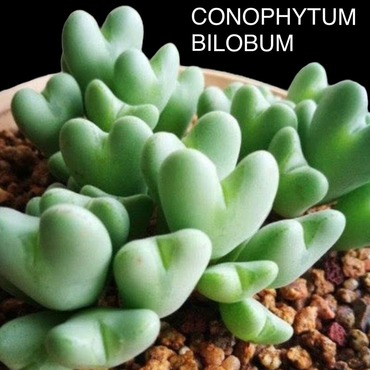 Конофитум Двулопастный Готовый набор для выращивания суккулентов из семян