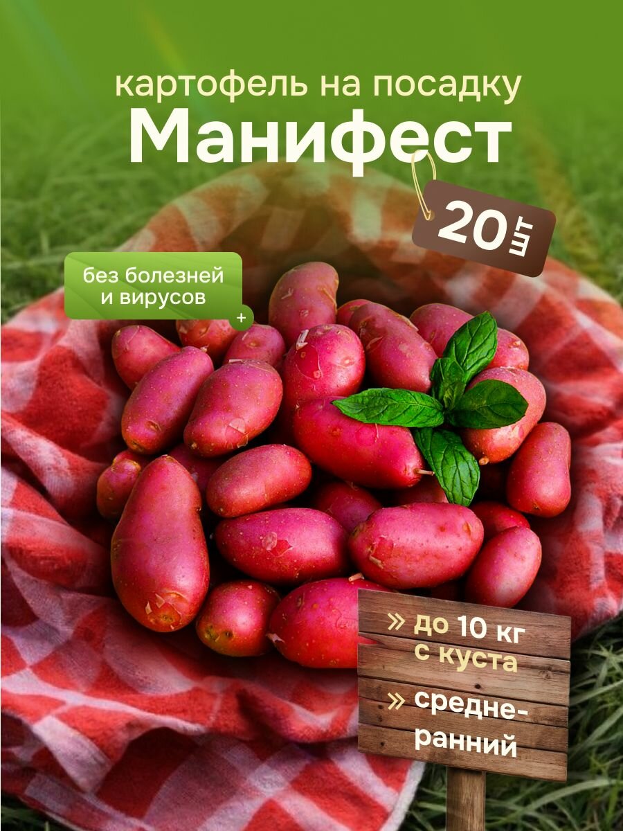 Картофель клубни на посадку Манифест 20шт "среднеранний"