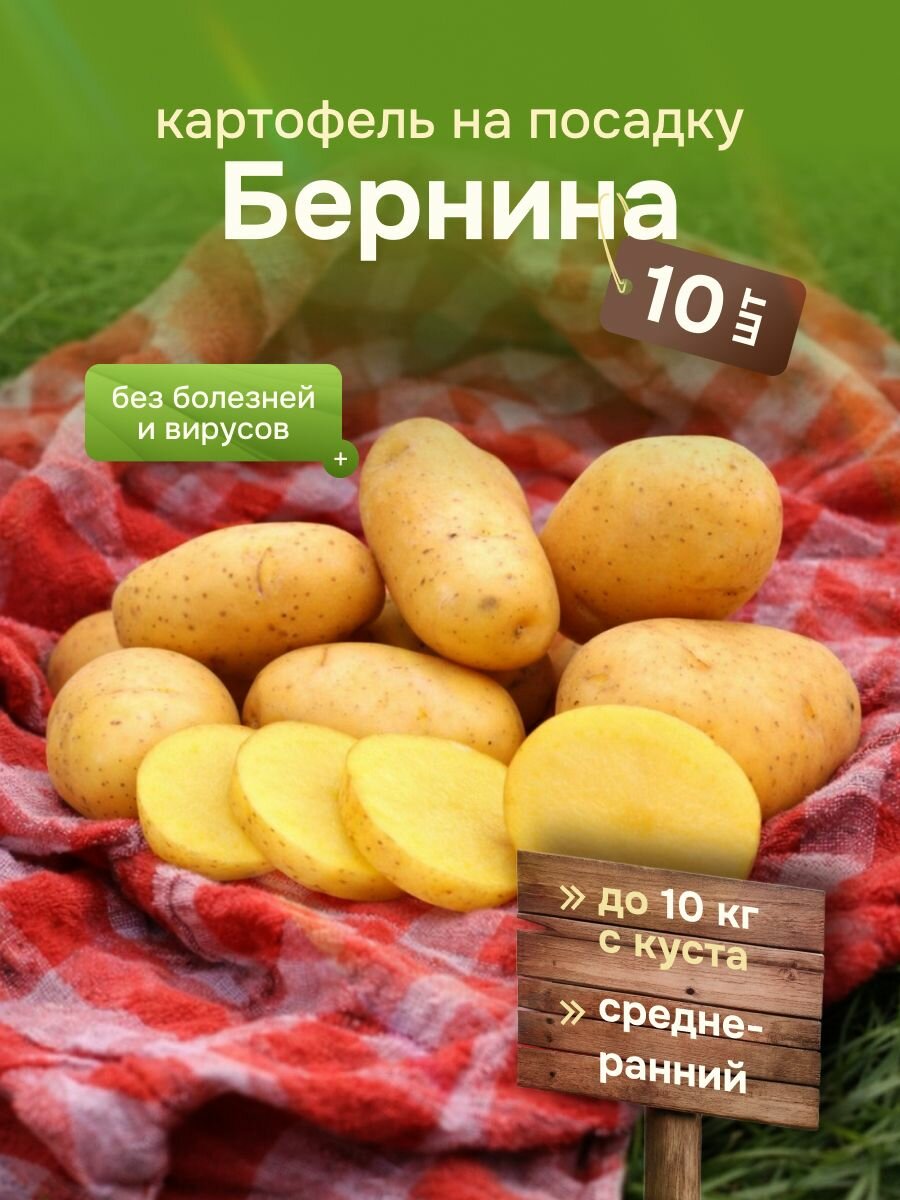 Семенной картофель на посадку Бернина 10 шт (среднеранний)