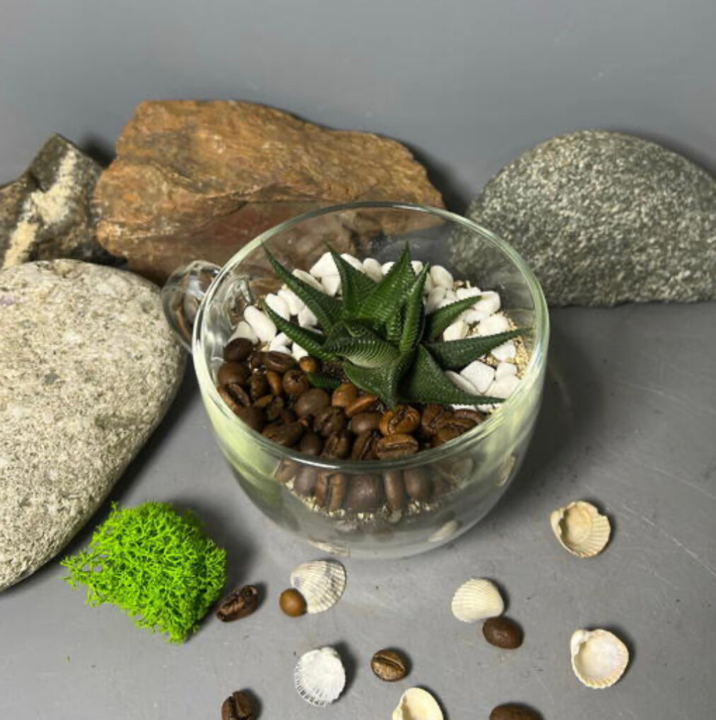 Флорариум "Утренний кофе с хавортией” украшен кофе, цвет коричневый
