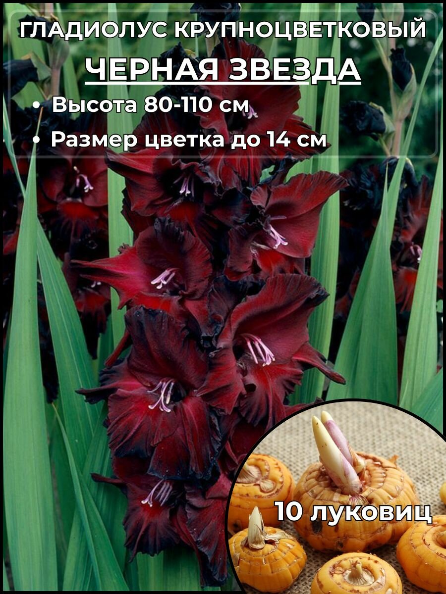 Гладиолус Черная звезда, луковицы 10 штук