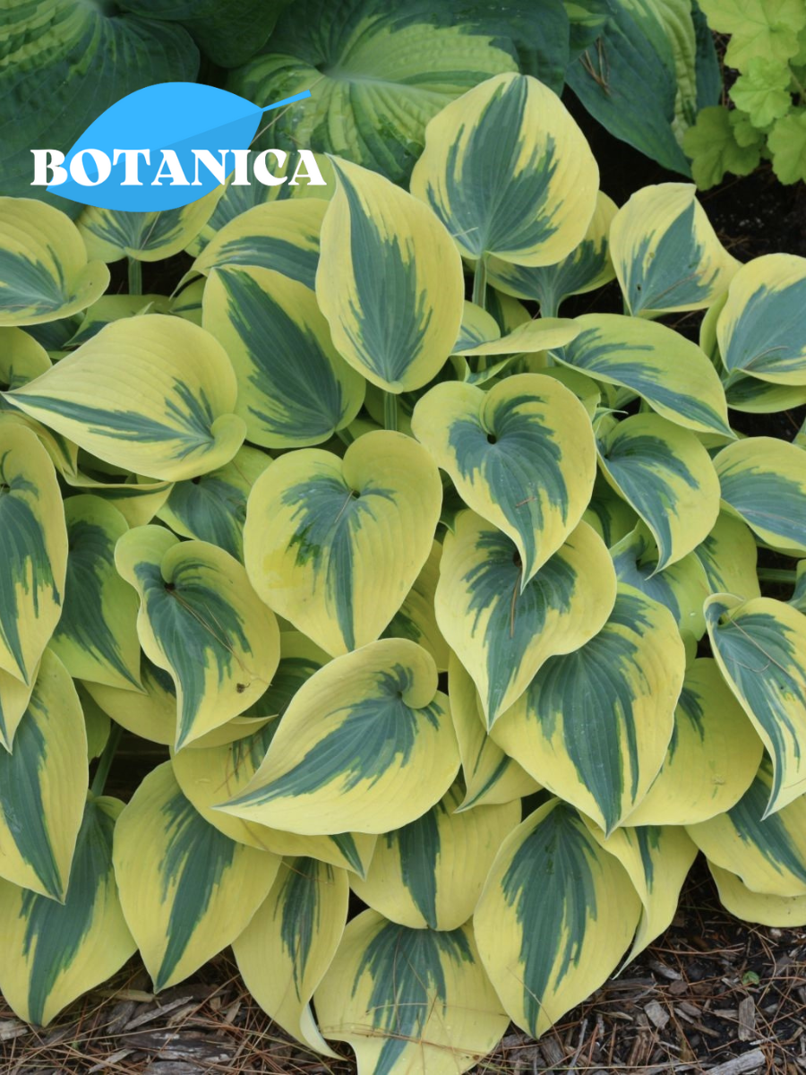 Луковицы цветов, botanica garden , Хоста Мама Миа ( 1 штука)