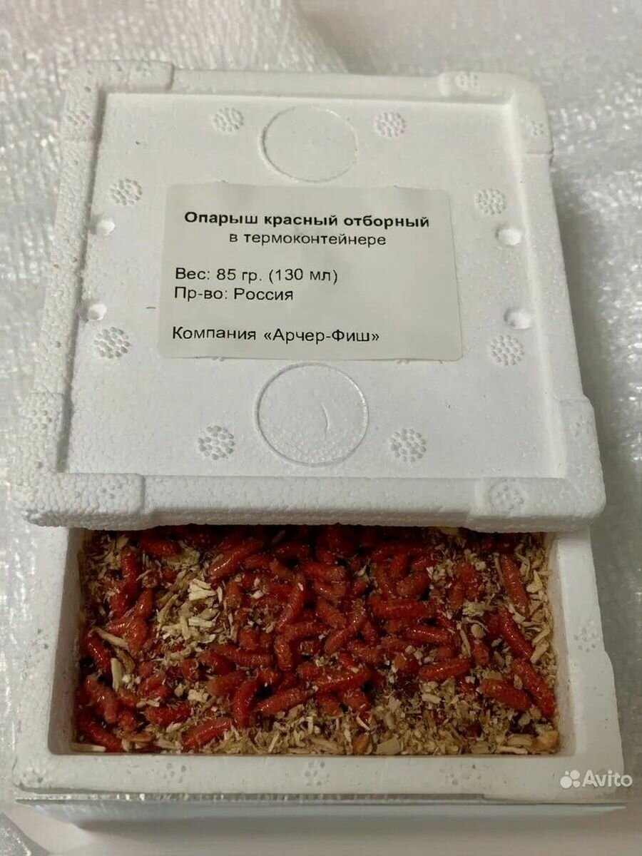 Опарыш отборный красный живой в пенопластовом контейнере (85 г)