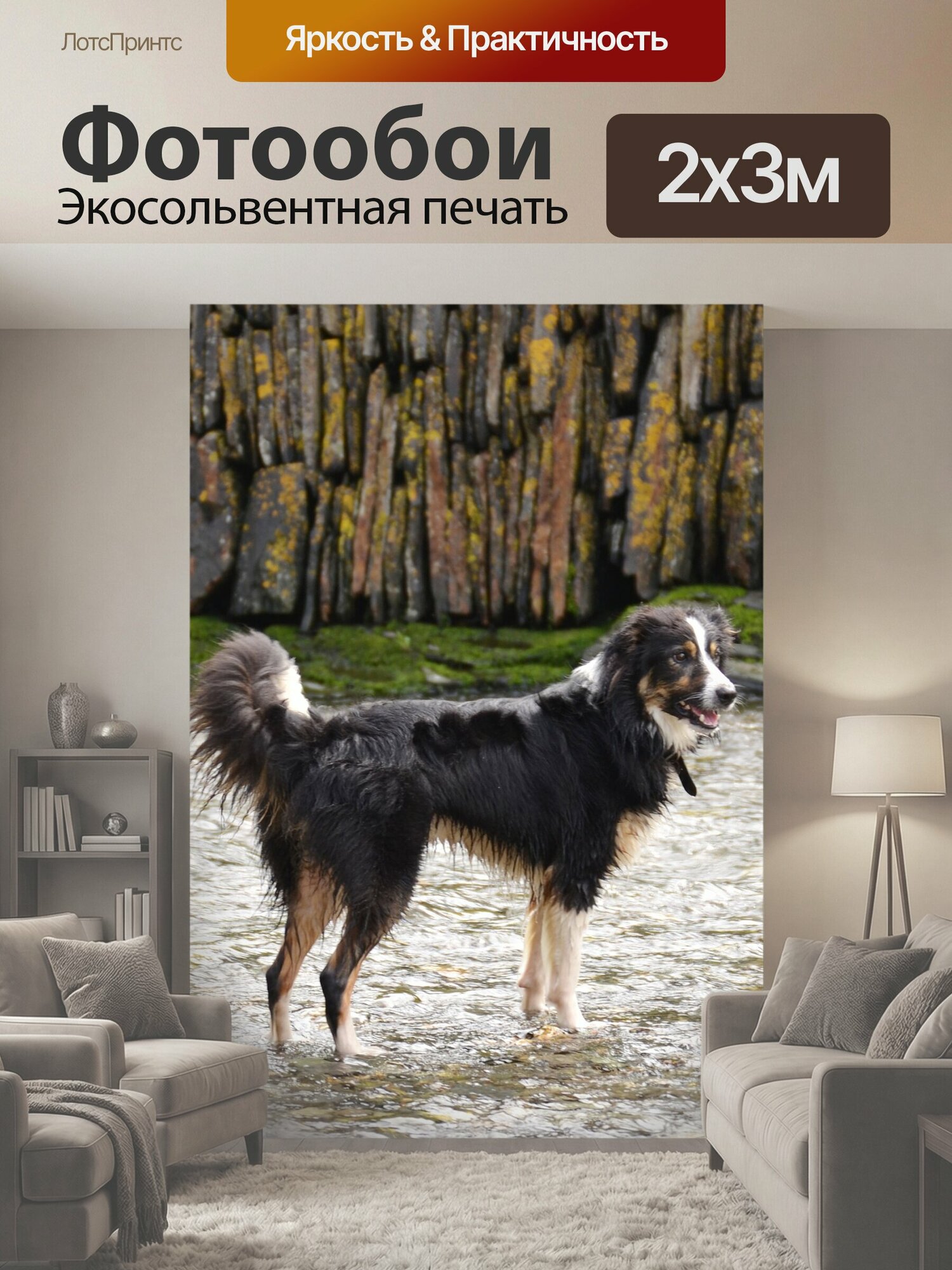 Фотообои "Бордер-колли, собака, овчарка" 200x300 см. экосольвентная печать