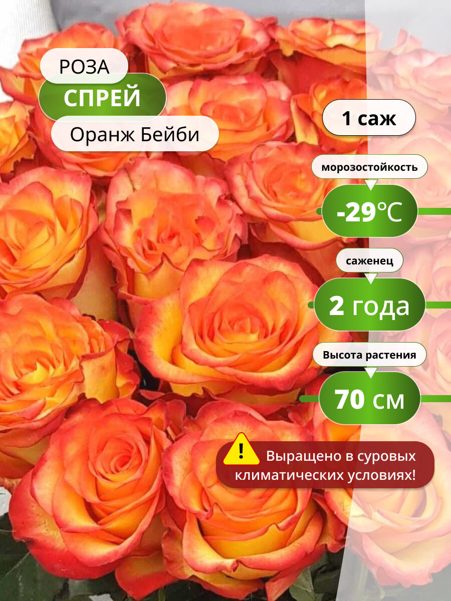 Роза спрей "Оранж Бейби", оранжевая, многолетняя, высота 70см, 1 шт