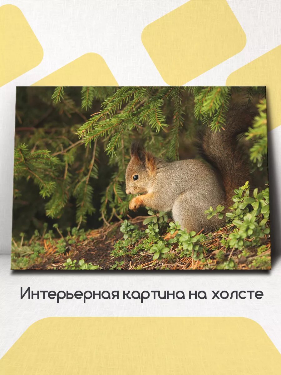 Картина на стену интерьерная Белка в лесу 60x45 см