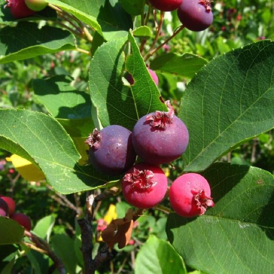 Семена Deodar SEEDS COMPANY Ирга канадская 10 шт.