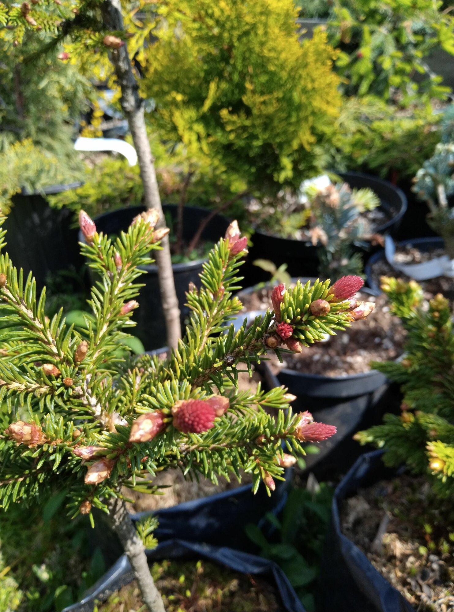 Ель Пунахилка3, с3